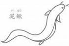 鳝鱼卡通图片怎么画_鳝鱼简笔画步骤-第3张图片-山城妙识 鳝鱼卡通图片怎么画_鳝鱼简笔画步骤-第3张图片-山城妙识
