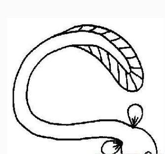 鳝鱼卡通图片怎么画_鳝鱼简笔画步骤-第2张图片-山城妙识 鳝鱼卡通图片怎么画_鳝鱼简笔画步骤-第2张图片-山城妙识