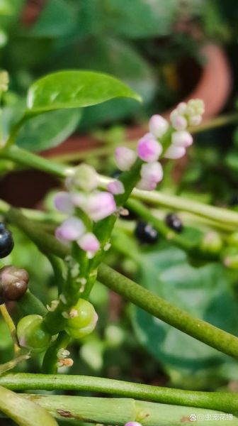 潺菜怎么种植_潺菜种植方法和时间-第2张图片-山城妙识