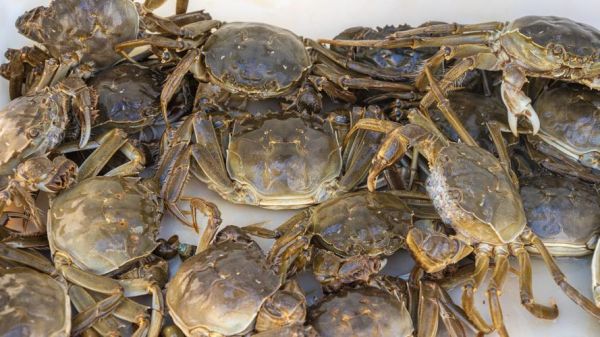 螃蟹养殖技术_螃蟹怎么养-第1张图片-山城妙识 螃蟹养殖技术_螃蟹怎么养-第1张图片-山城妙识