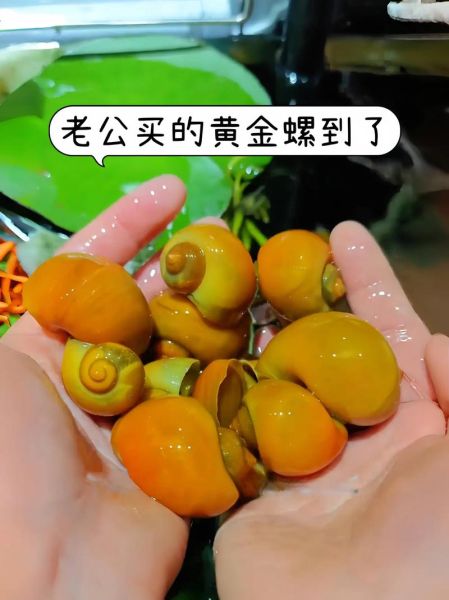 如何挑选黄金螺_黄金螺怎么养-第1张图片-山城妙识 如何挑选黄金螺_黄金螺怎么养-第1张图片-山城妙识