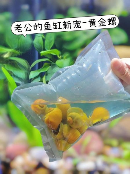 如何挑选黄金螺_黄金螺怎么养-第3张图片-山城妙识 如何挑选黄金螺_黄金螺怎么养-第3张图片-山城妙识