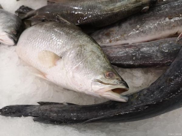 巴沙鱼是海鱼还是淡水_巴沙鱼产地在哪里-第2张图片-山城妙识