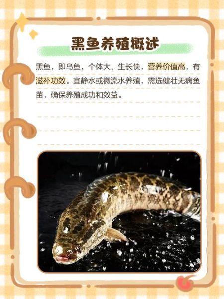 黑鱼养殖技术视频教程_黑鱼养殖常见问题-第2张图片-山城妙识