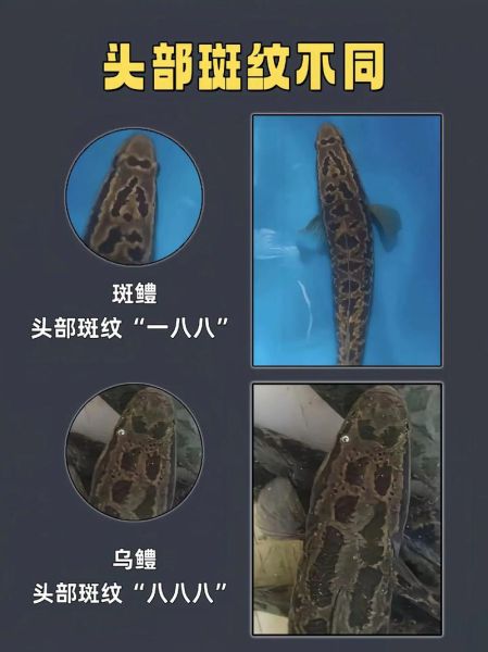 黑鱼养殖技术视频教程_黑鱼养殖常见问题-第3张图片-山城妙识