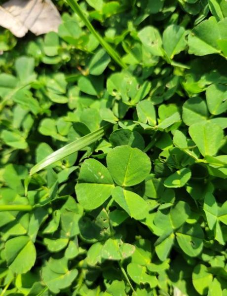 金花菜别名叫什么_金花菜和草头是不是同一种菜-第1张图片-山城妙识 金花菜别名叫什么_金花菜和草头是不是同一种菜-第1张图片-山城妙识