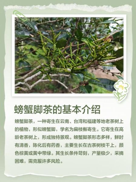 螃蟹脚茶怎么泡_螃蟹脚茶的功效与作用-第2张图片-山城妙识