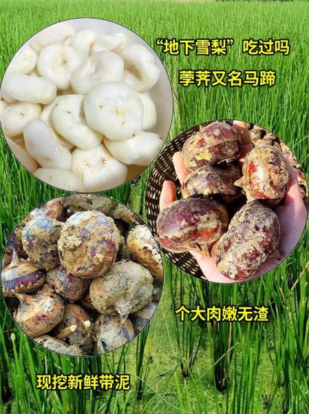 野荸荠图片功效与作用_野荸荠怎么吃最好-第3张图片-山城妙识