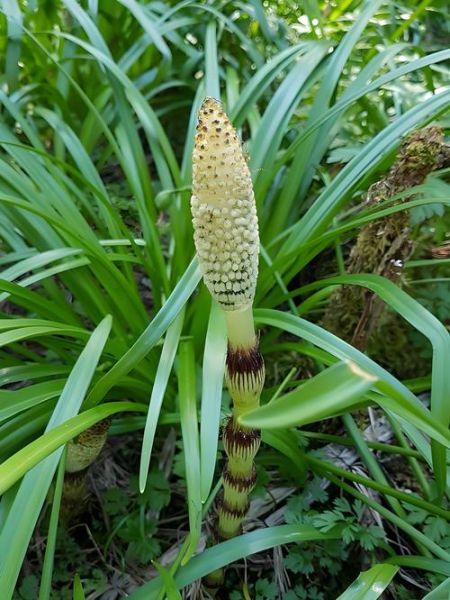 野荸荠图片功效与作用_野荸荠怎么吃最好-第2张图片-山城妙识