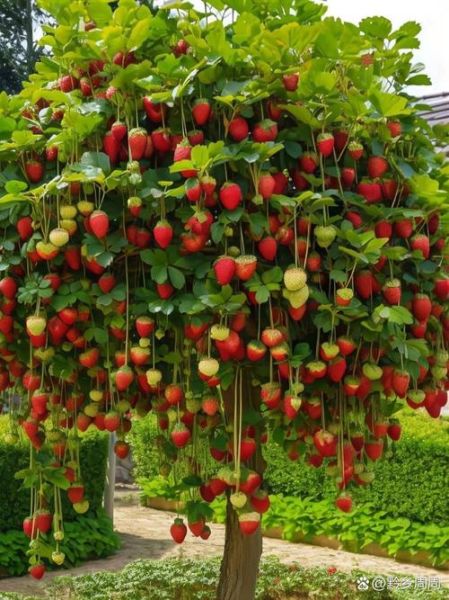 草莓树是什么_草莓树怎么养-第2张图片-山城妙识