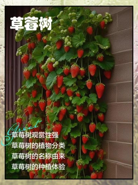 草莓树是什么_草莓树怎么养-第1张图片-山城妙识
