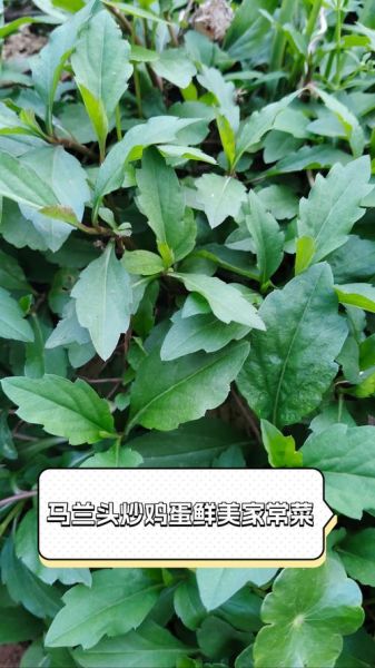 马兰头怎么炒才好吃_马兰头炒蛋的做法窍门-第1张图片-山城妙识