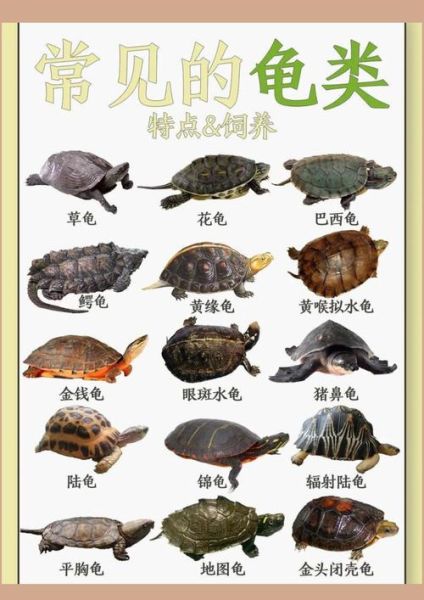 乌龟图片大全可爱_怎么挑选萌宠龟-第3张图片-山城妙识
