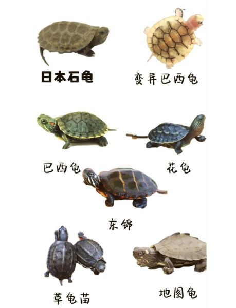 乌龟图片大全可爱_怎么挑选萌宠龟-第2张图片-山城妙识