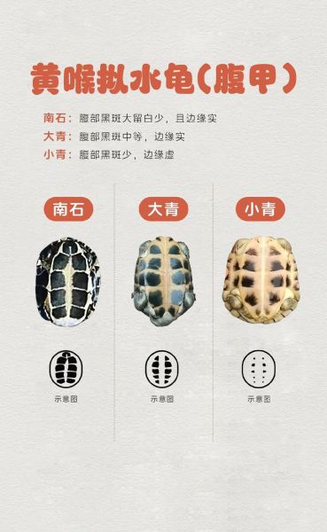 乌龟图片大全可爱_怎么挑选萌宠龟-第1张图片-山城妙识