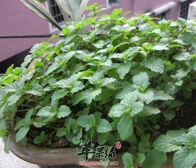 香花菜孕妇能吃吗_香花菜的功效与作用-第2张图片-山城妙识 香花菜孕妇能吃吗_香花菜的功效与作用-第2张图片-山城妙识