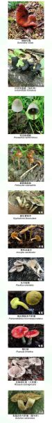 蘑菇种类及图片大全_如何区分有毒蘑菇-第3张图片-山城妙识