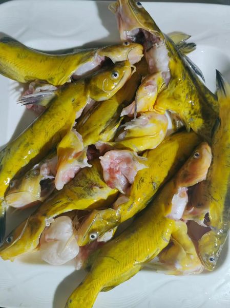 中国十大最脏鱼有哪些_如何挑选干净淡水鱼-第3张图片-山城妙识