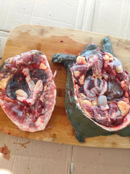 甲鱼怎么杀_最简单杀甲鱼的正确方法-第2张图片-山城妙识