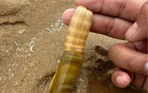 蛏子鼻子为什么会掉_蛏子鼻子掉了还能活吗-第2张图片-山城妙识