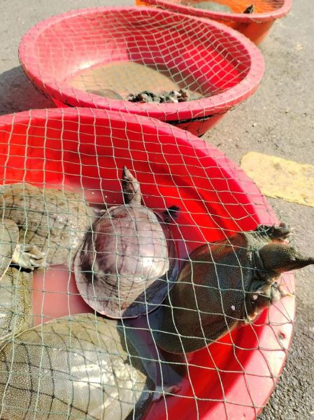 甲鱼怎么杀_最简单杀甲鱼的正确方法-第3张图片-山城妙识