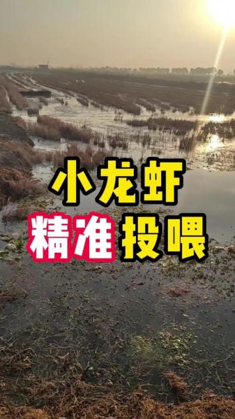 龙虾吃什么食物长大_龙虾养殖喂什么长得快-第1张图片-山城妙识 龙虾吃什么食物长大_龙虾养殖喂什么长得快-第1张图片-山城妙识