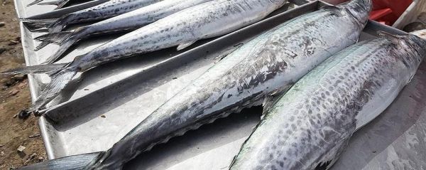 乌鸡鲅鱼是什么意思_网络用语乌鸡鲅鱼来源-第2张图片-山城妙识