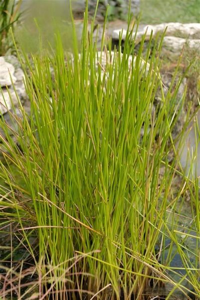 野荸荠长什么样_野荸荠和荸荠区别-第1张图片-山城妙识