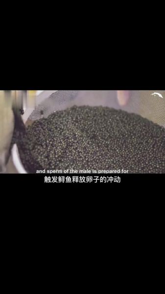 鱼子取完鲟鱼还能活吗_人工取卵后存活率-第1张图片-山城妙识