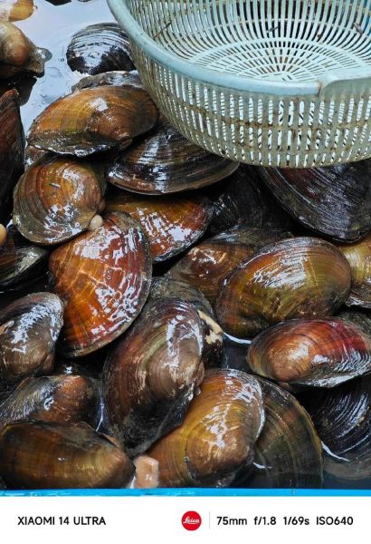 小河蚌怎么吃_小河蚌怎么处理干净-第2张图片-山城妙识 小河蚌怎么吃_小河蚌怎么处理干净-第2张图片-山城妙识