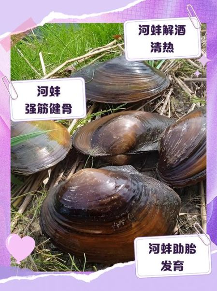 小河蚌怎么吃_小河蚌怎么处理干净-第3张图片-山城妙识 小河蚌怎么吃_小河蚌怎么处理干净-第3张图片-山城妙识