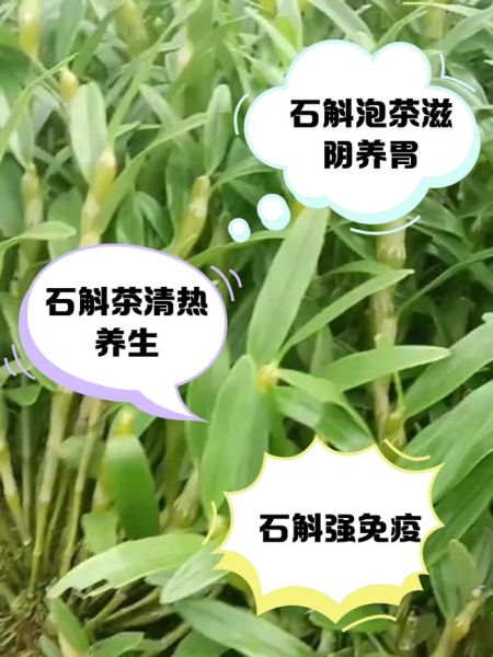 石斛泡水喝的功效与禁忌_适合哪些人喝-第2张图片-山城妙识 石斛泡水喝的功效与禁忌_适合哪些人喝-第2张图片-山城妙识