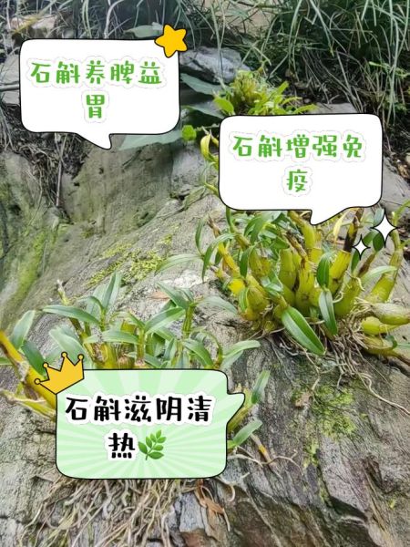 石斛泡水喝的功效与禁忌_适合哪些人喝-第3张图片-山城妙识 石斛泡水喝的功效与禁忌_适合哪些人喝-第3张图片-山城妙识