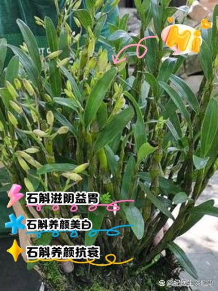 石斛泡水喝的功效与禁忌_适合哪些人喝-第1张图片-山城妙识 石斛泡水喝的功效与禁忌_适合哪些人喝-第1张图片-山城妙识