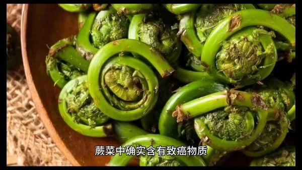 蕨菜致癌是真的吗_蕨菜致癌说法科学解析-第2张图片-山城妙识