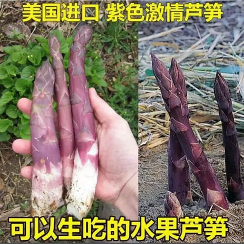 芦笋种子哪里有卖_如何挑选优质芦笋种子-第1张图片-山城妙识 芦笋种子哪里有卖_如何挑选优质芦笋种子-第1张图片-山城妙识