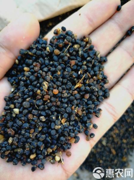 芦笋种子哪里有卖_如何挑选优质芦笋种子-第3张图片-山城妙识 芦笋种子哪里有卖_如何挑选优质芦笋种子-第3张图片-山城妙识