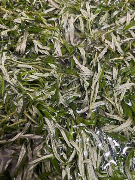 自制青团子怎么做_青团子用什么粉最正宗-第3张图片-山城妙识