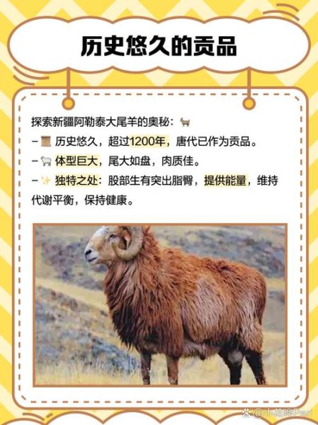 新疆清炖羊肉最正宗的做法_为什么选阿勒泰大尾羊-第1张图片-山城妙识