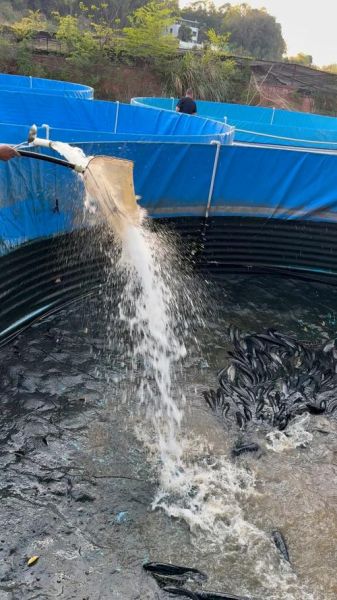 黑鱼养殖基地选址_黑鱼养殖基地怎么建-第1张图片-山城妙识