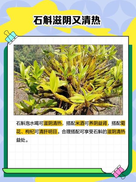 石斛泡水一次几粒_石斛泡水用量-第1张图片-山城妙识