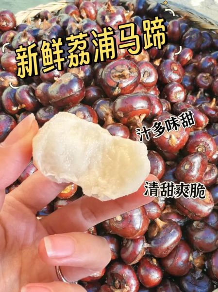 荸荠怎么挑选_荸荠图片大全-第2张图片-山城妙识