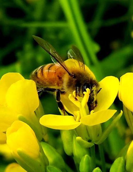 油菜花蜜蜂_油菜花吸引蜜蜂的原因-第1张图片-山城妙识