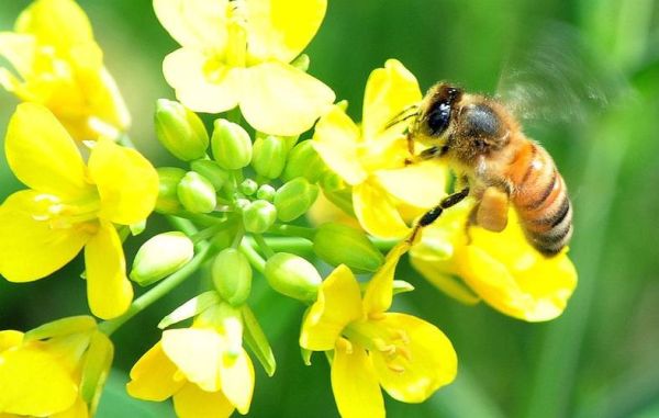 油菜花蜜蜂_油菜花吸引蜜蜂的原因-第3张图片-山城妙识