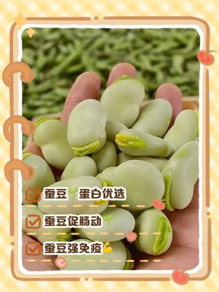 青蚕豆的功效与作用_青蚕豆怎么吃最营养-第3张图片-山城妙识