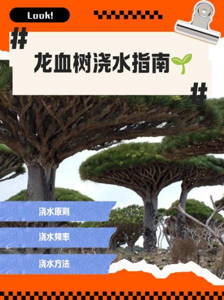 龙血树怎么养_龙血树多久浇一次水-第1张图片-山城妙识