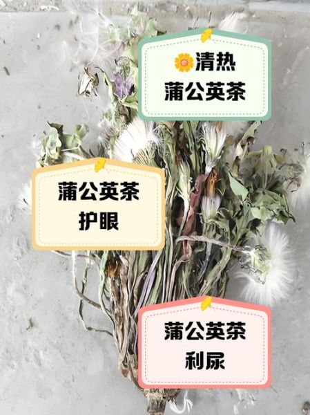 蒲公英茶的功效与作用_蒲公英茶有副作用吗-第2张图片-山城妙识