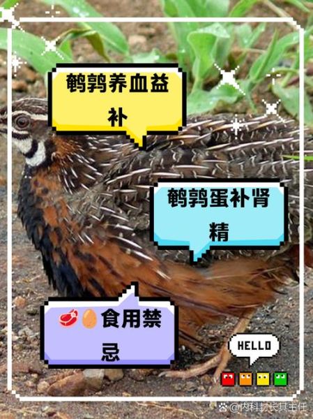 鹌鹑的功效与作用_吃鹌鹑有哪些好处-第2张图片-山城妙识 鹌鹑的功效与作用_吃鹌鹑有哪些好处-第2张图片-山城妙识