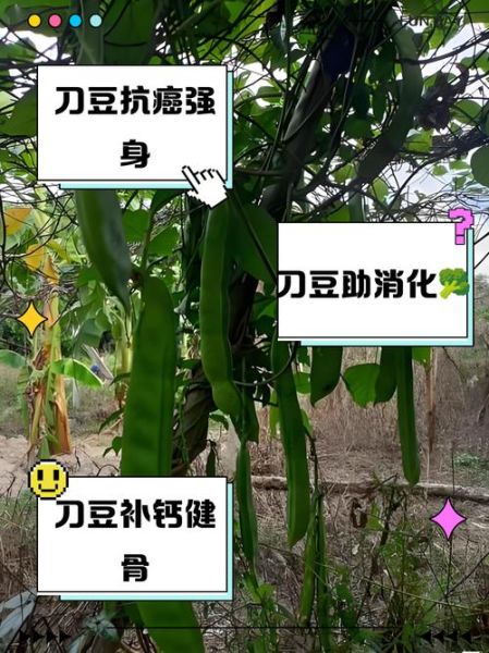 刀豆的功效与作用_刀豆怎么吃才有效-第1张图片-山城妙识