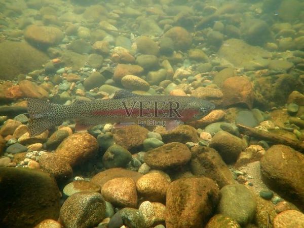 虹鳟鱼高清图片哪里找_虹鳟鱼高清图怎么拍-第2张图片-山城妙识